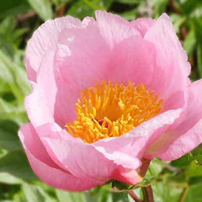 Peonies That Thrive in Massachusetts – Bloom Time